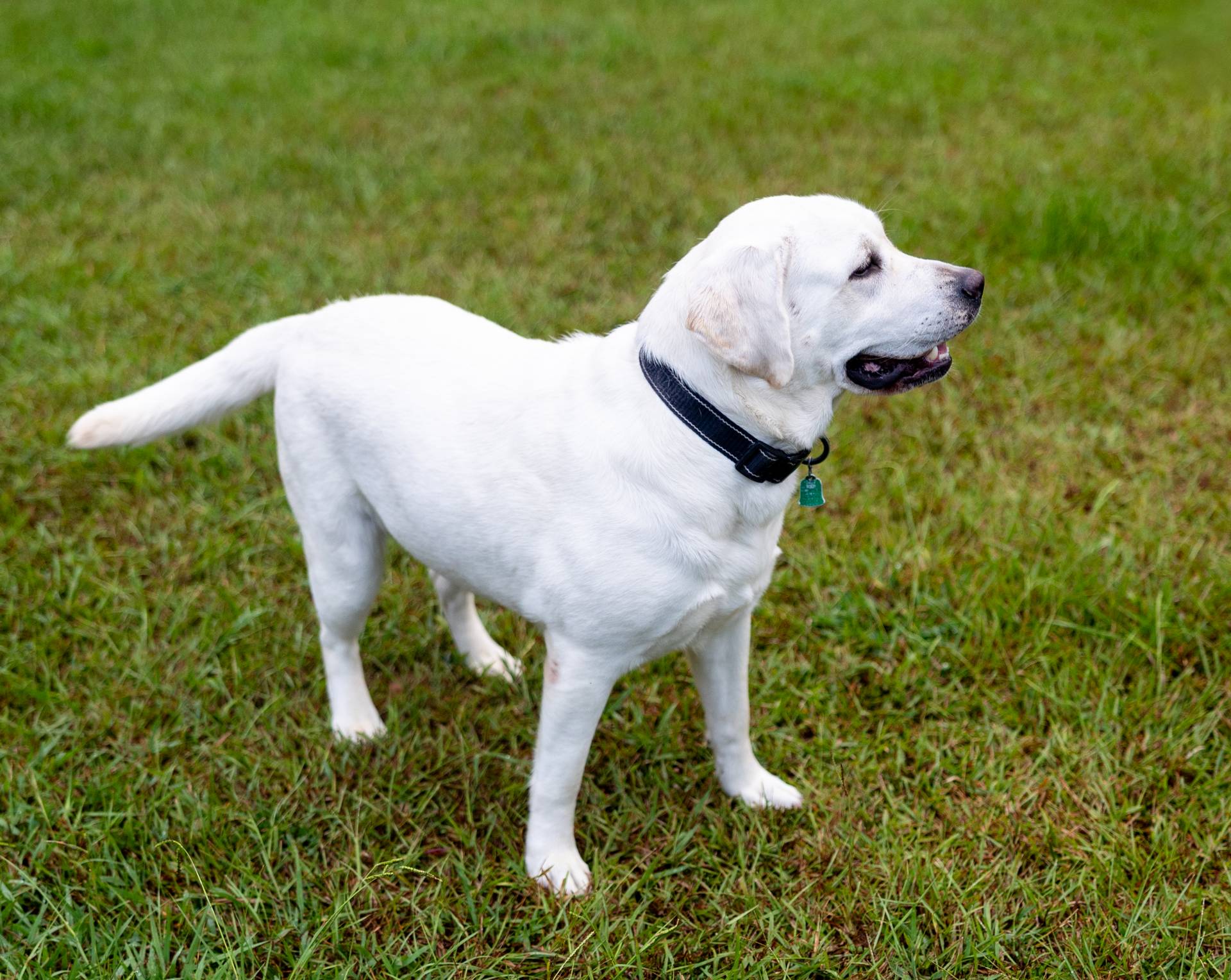 Gallery | A&B Labradors