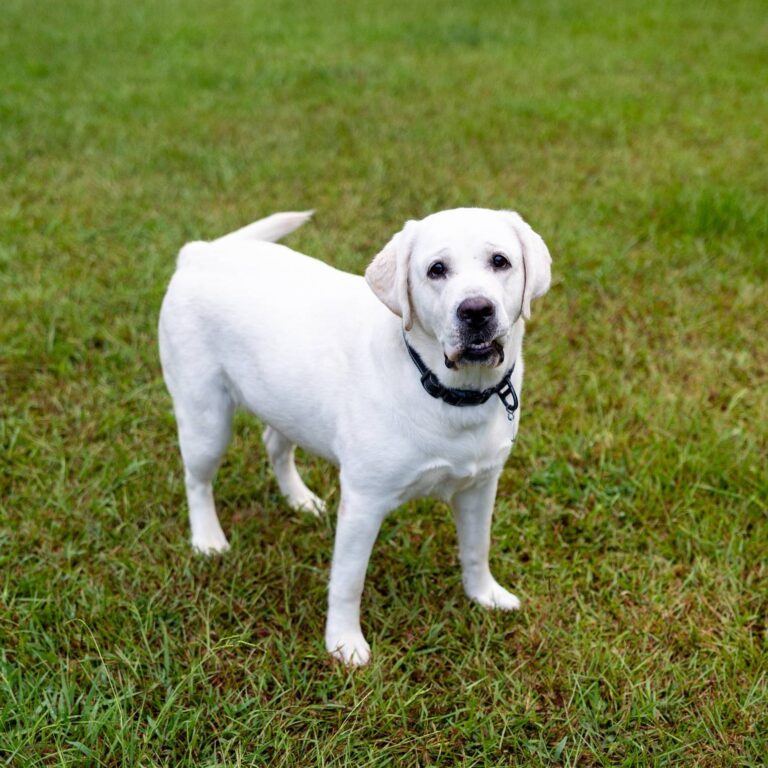 White Lab Puppies For Sale - A&B Labradors In Alabama
