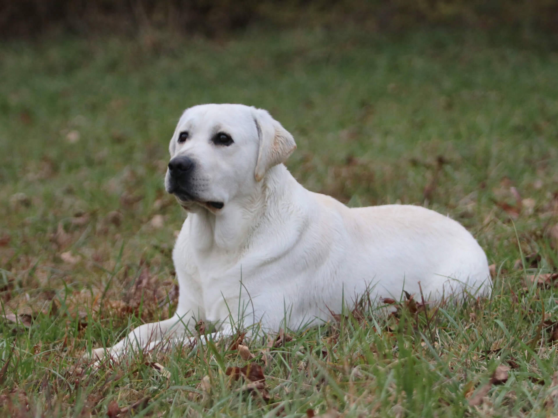 Gallery | A&B Labradors
