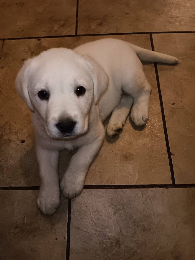 White Lab Puppies For Sale - A&B Labradors In Alabama