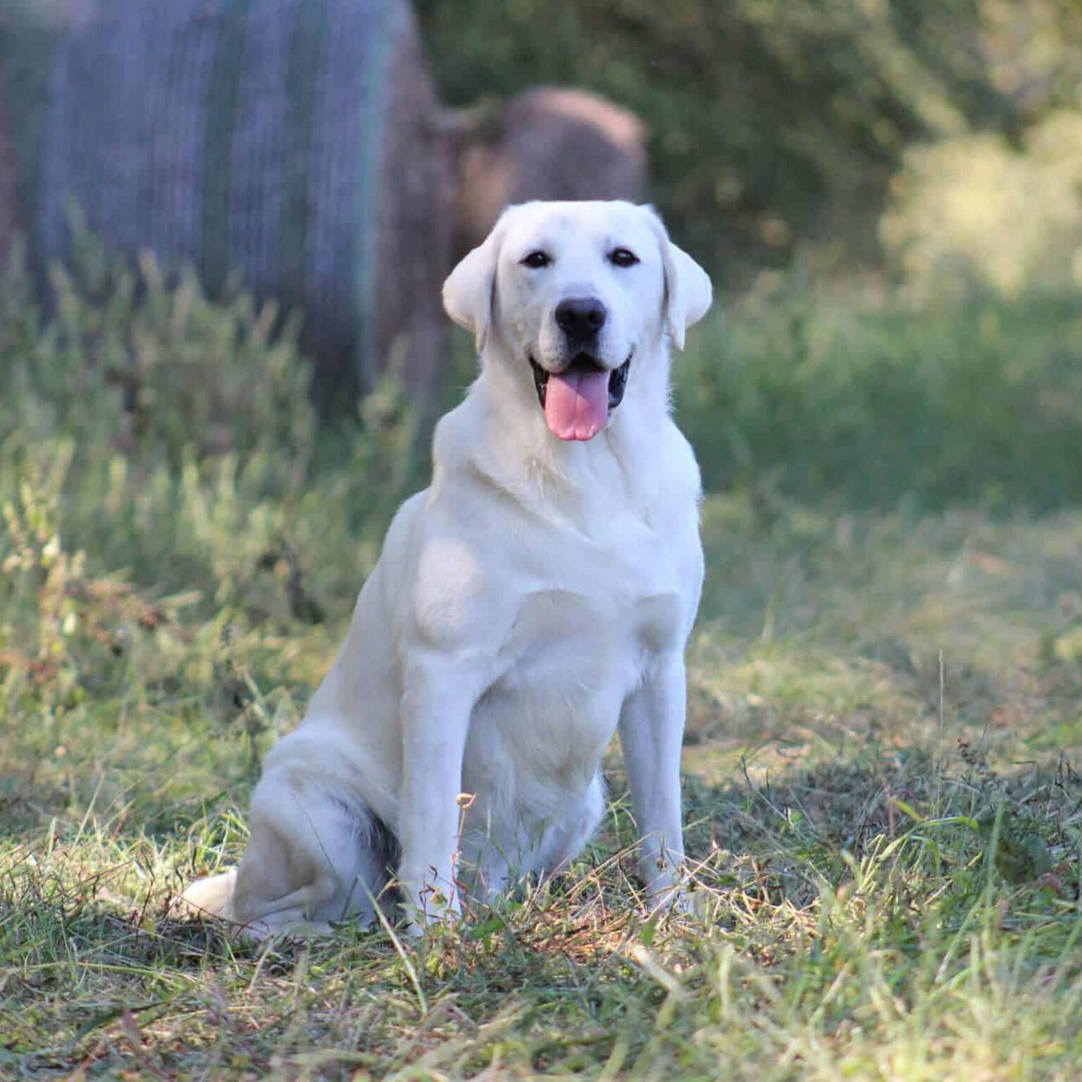 White Lab Puppies For Sale - A&B Labradors In Alabama