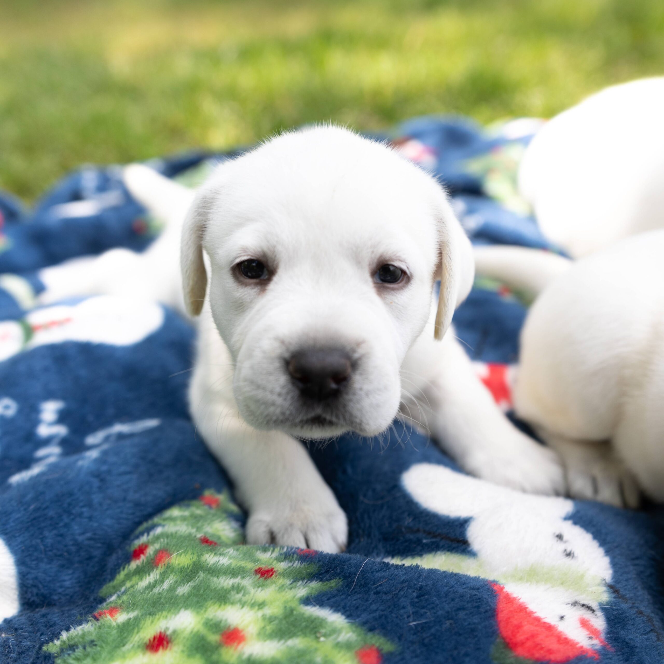 White Lab Puppies For Sale - A&B Labradors In Alabama
