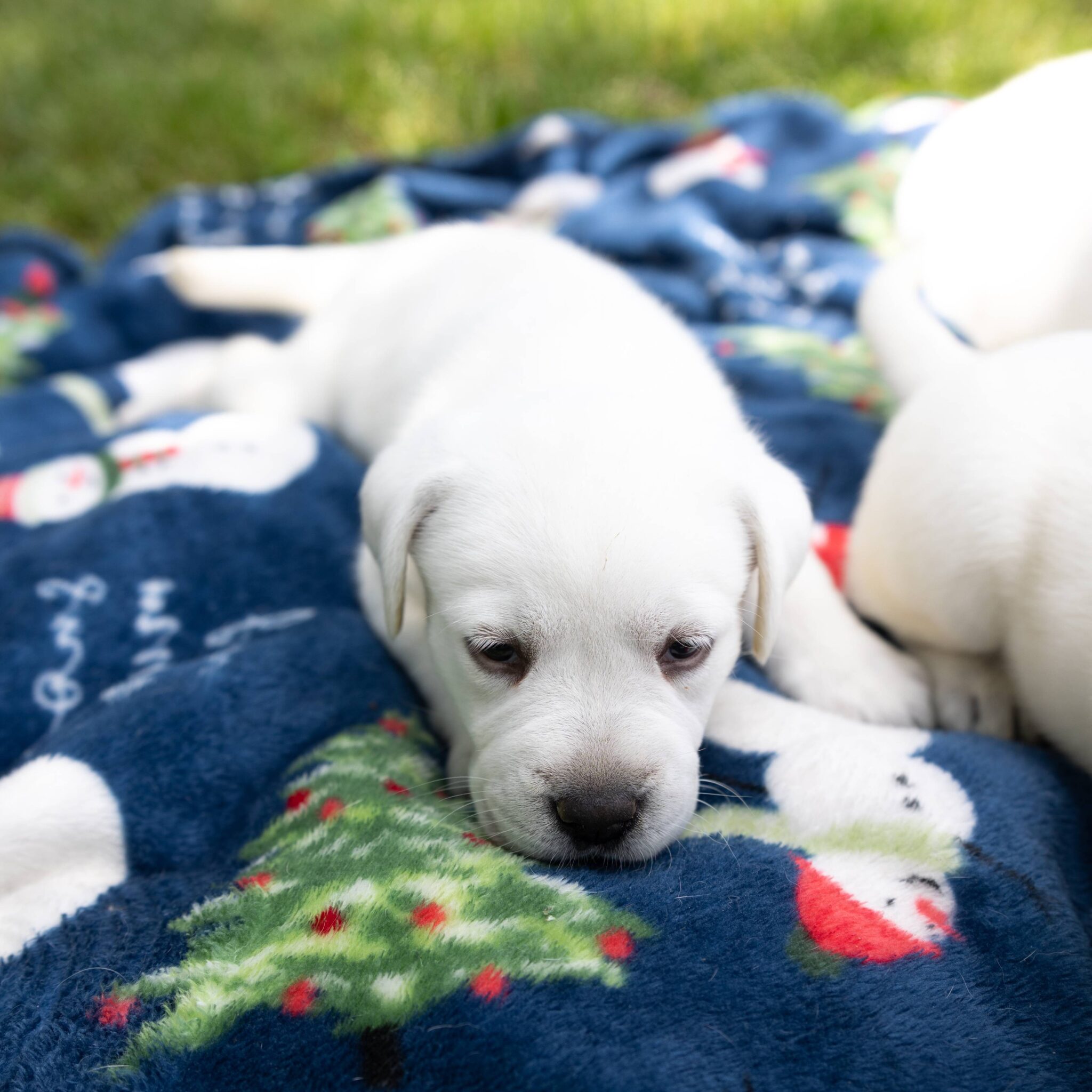 White Lab Puppies For Sale - A&B Labradors In Alabama