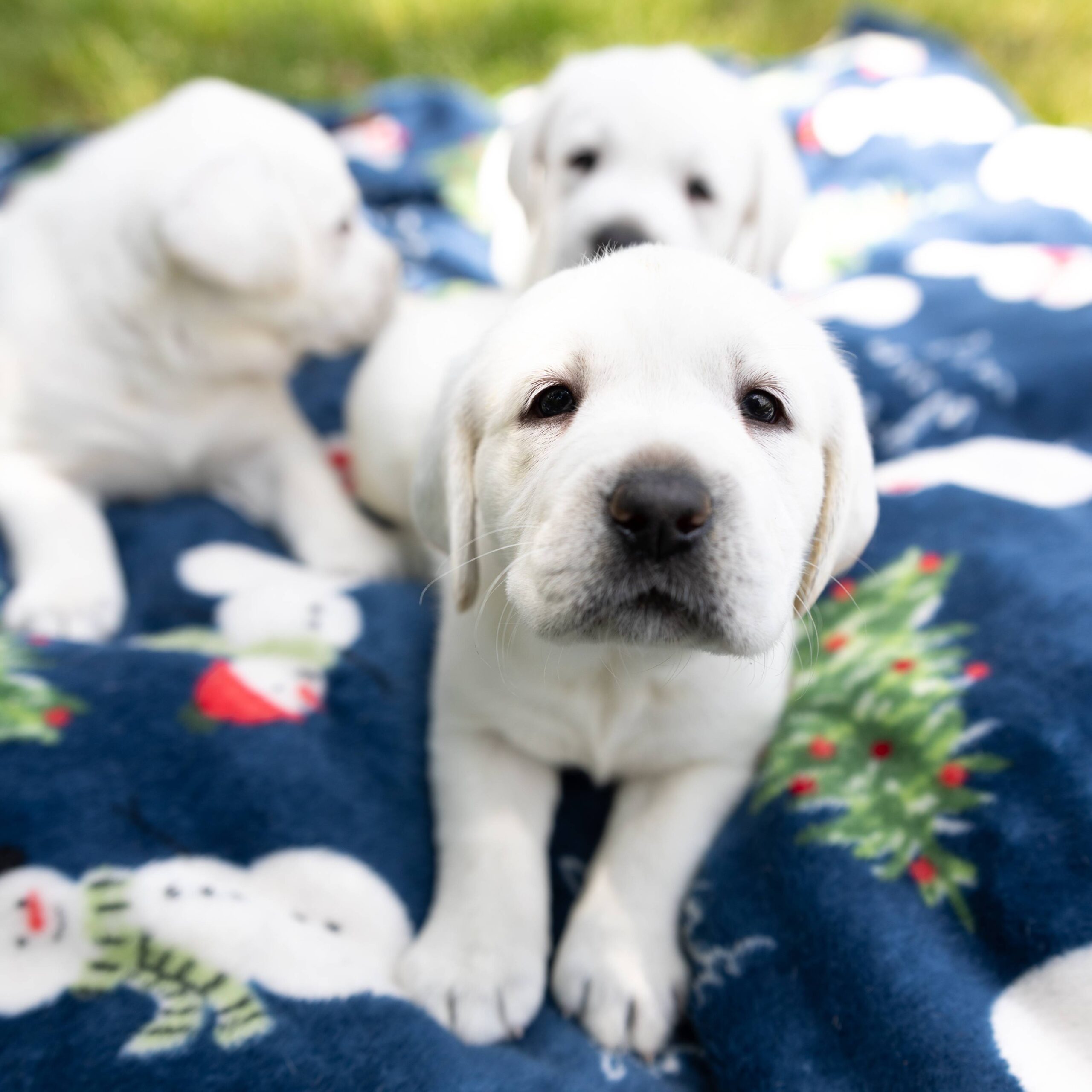White Lab Puppies For Sale - A&B Labradors In Alabama