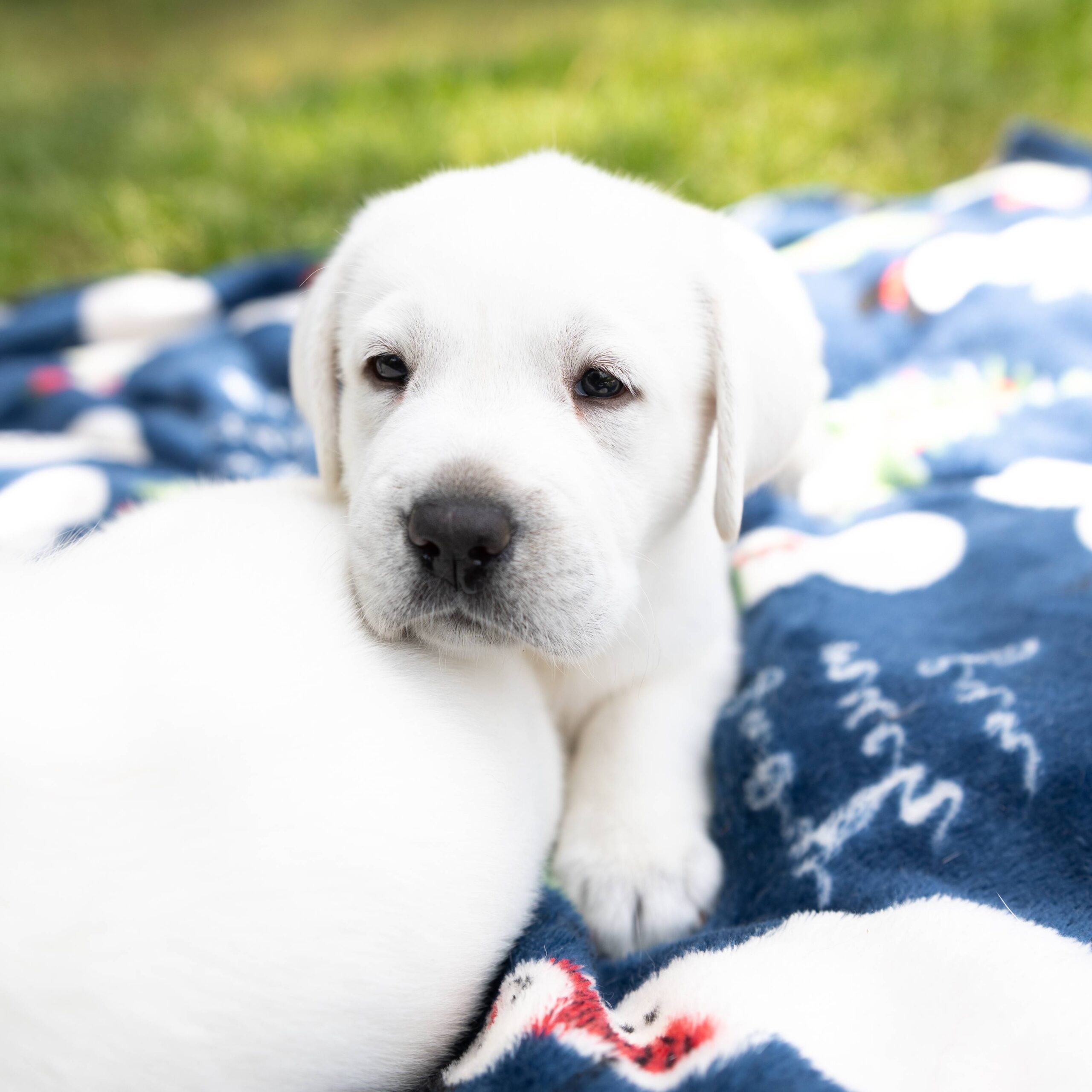 White Lab Puppies For Sale - A&B Labradors In Alabama