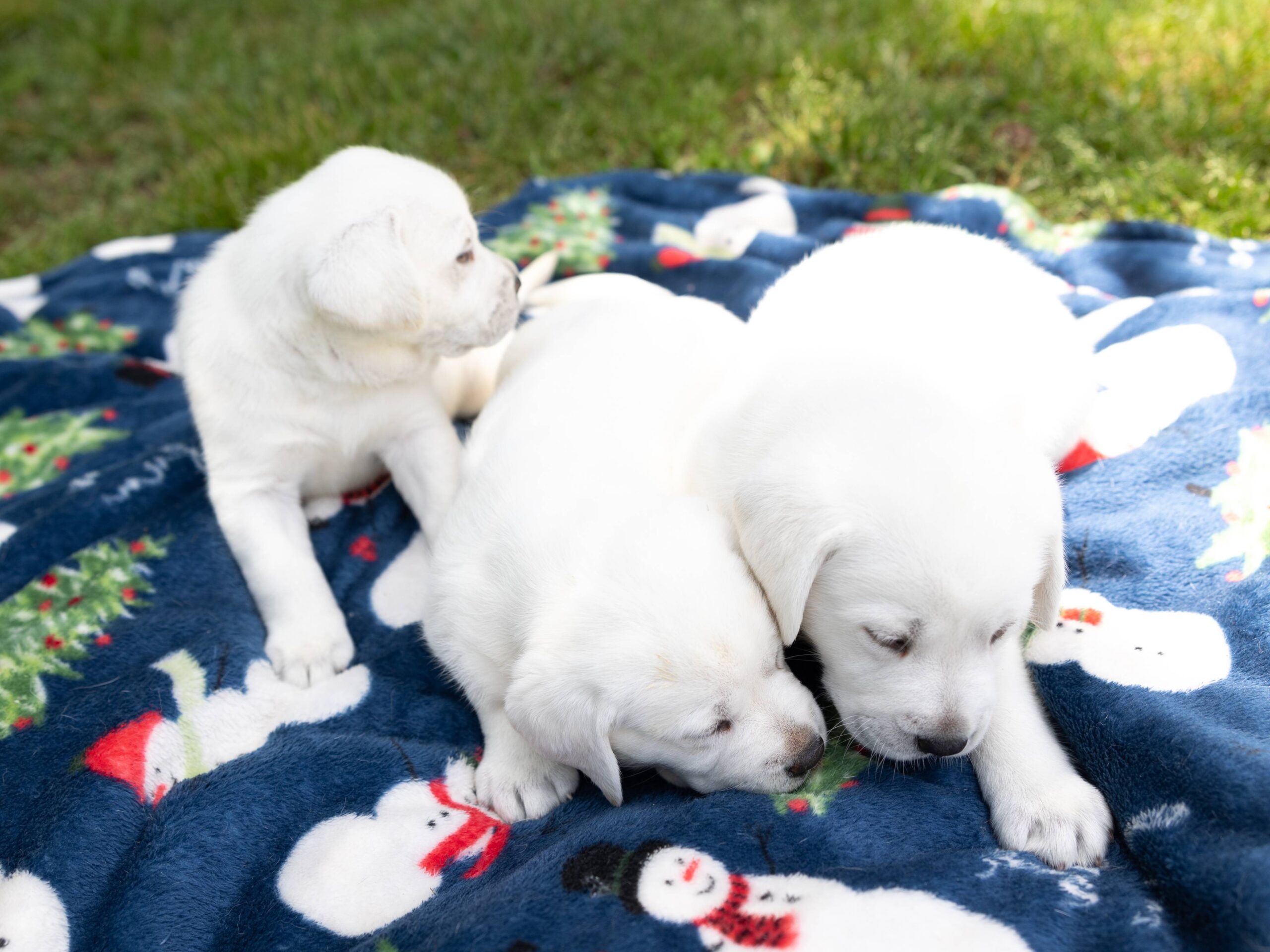 White Lab Puppies For Sale - A&B Labradors In Alabama