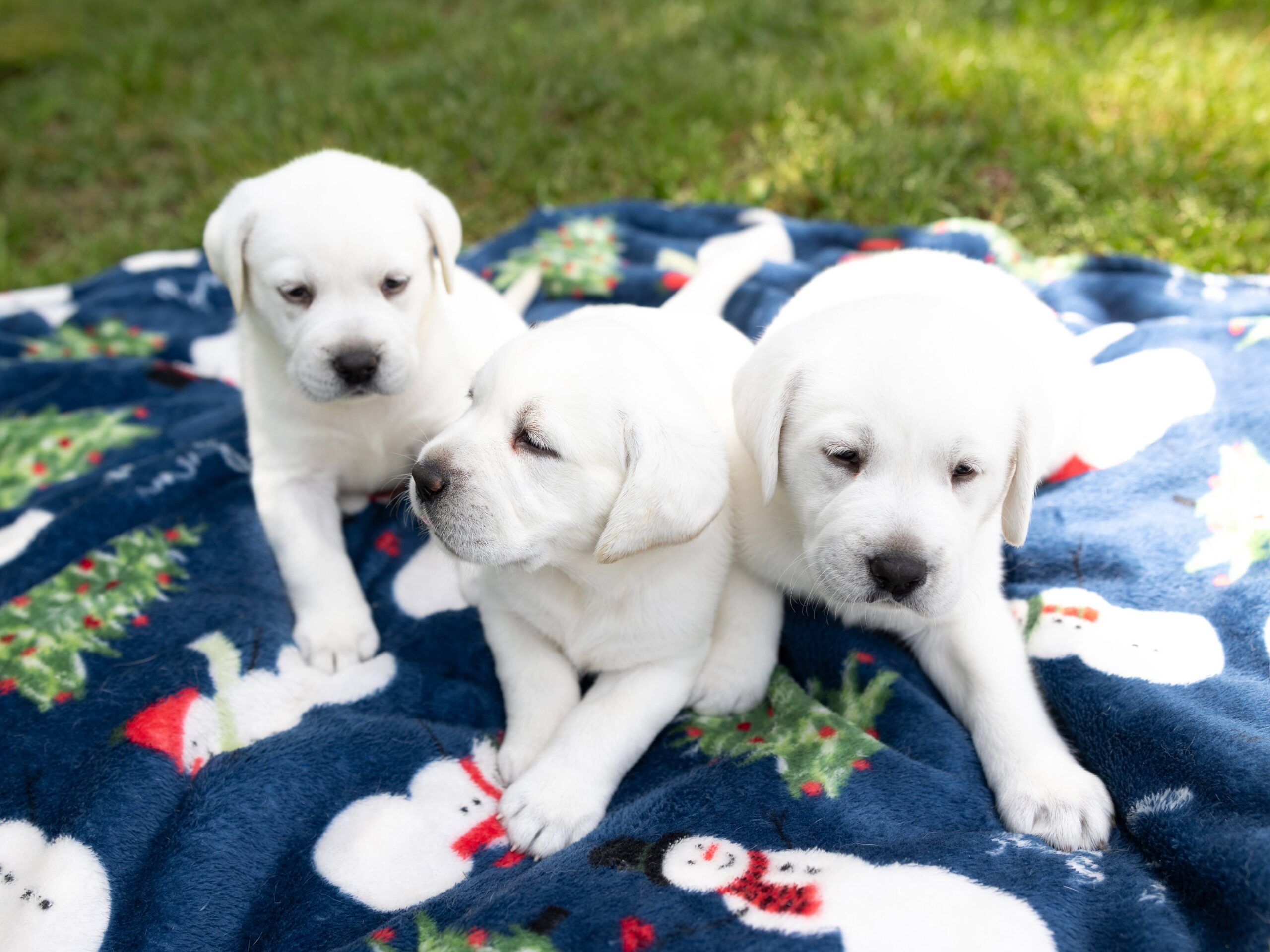 White Lab Puppies For Sale - A&B Labradors In Alabama