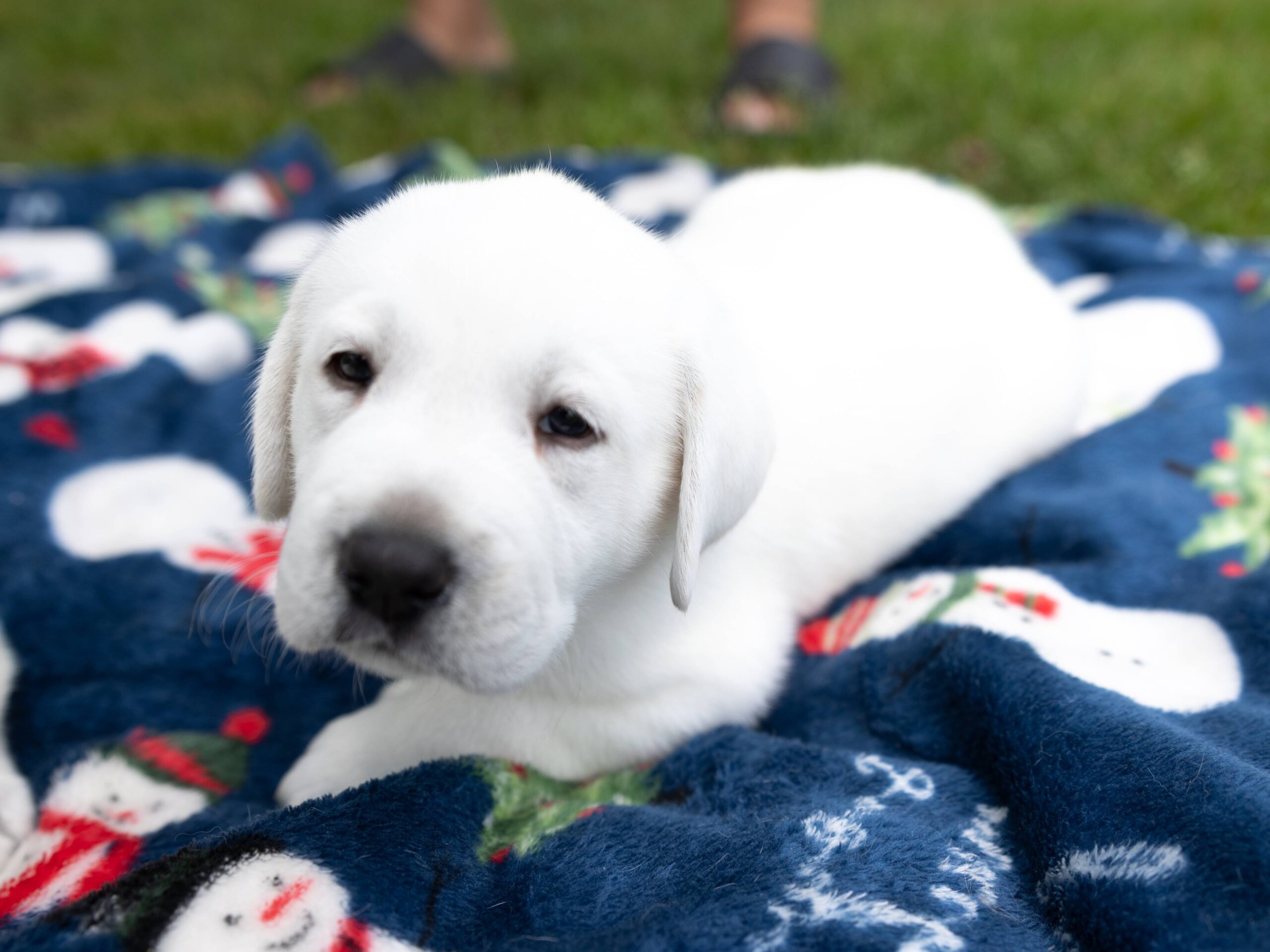 White Lab Puppies For Sale - A&B Labradors In Alabama