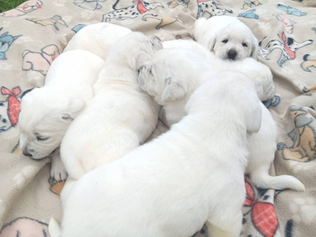 White Lab Puppies For Sale - A&B Labradors In Alabama